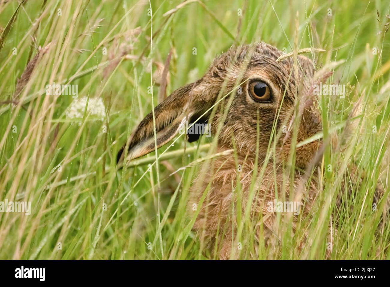 Long ears of a hare hi-res stock photography and images - Alamy