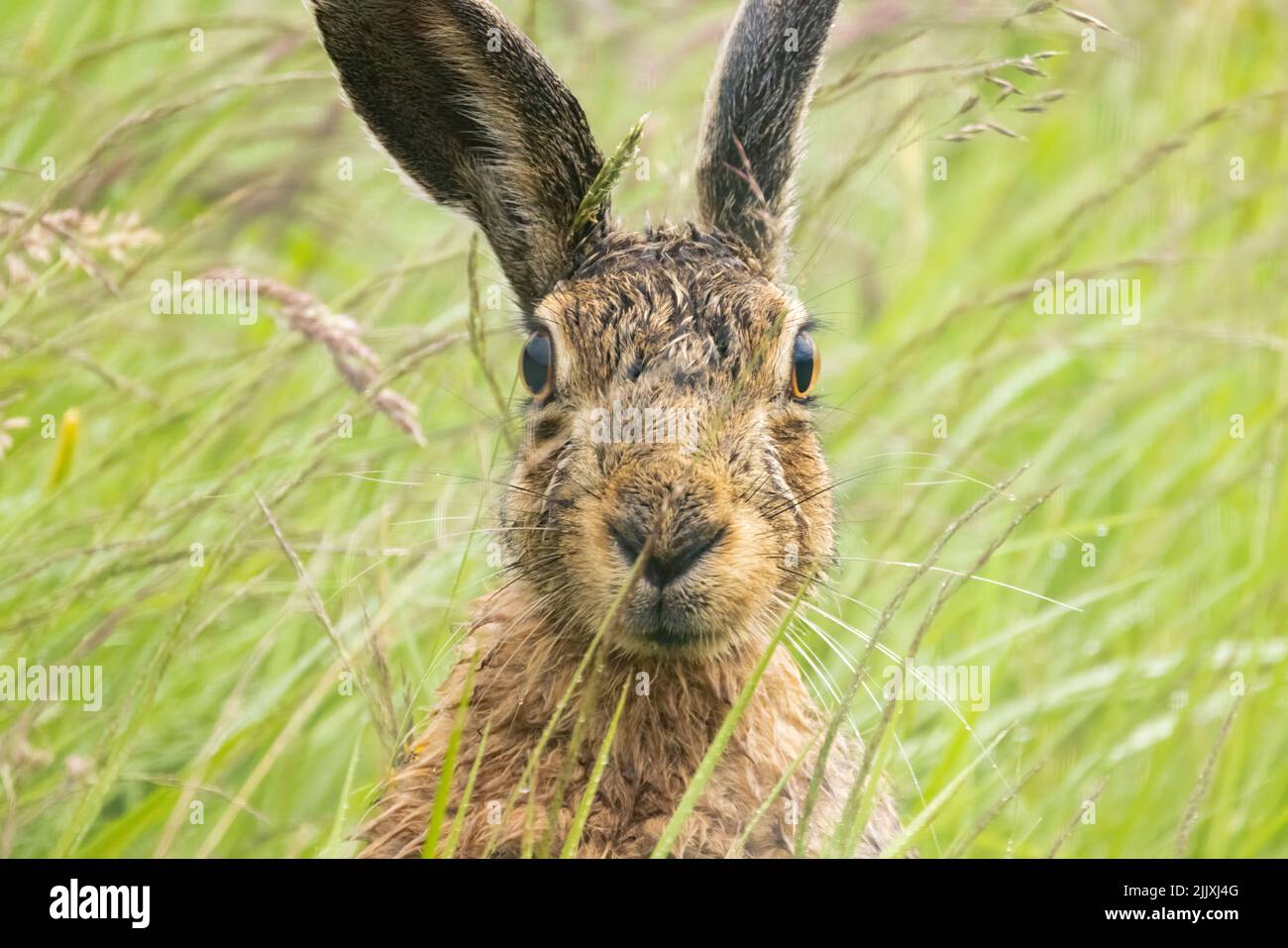 A funny portrait of brown hare grazing in grass field Stock Photo - Alamy