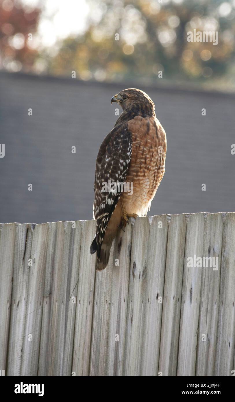 Red tailed hawk on fence hi-res stock photography and images - Alamy