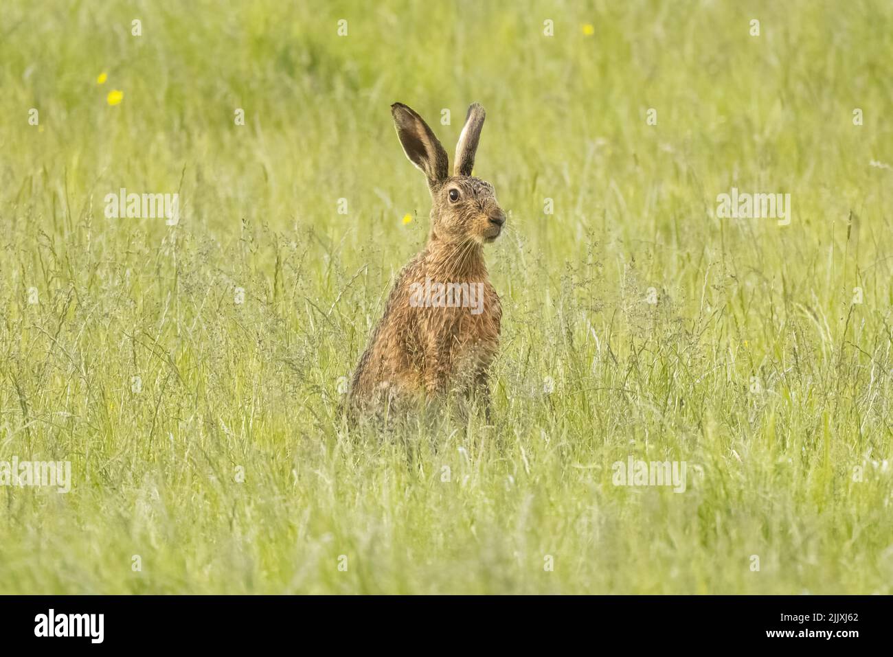 A fluffy brown hare in grass field Stock Photo - Alamy