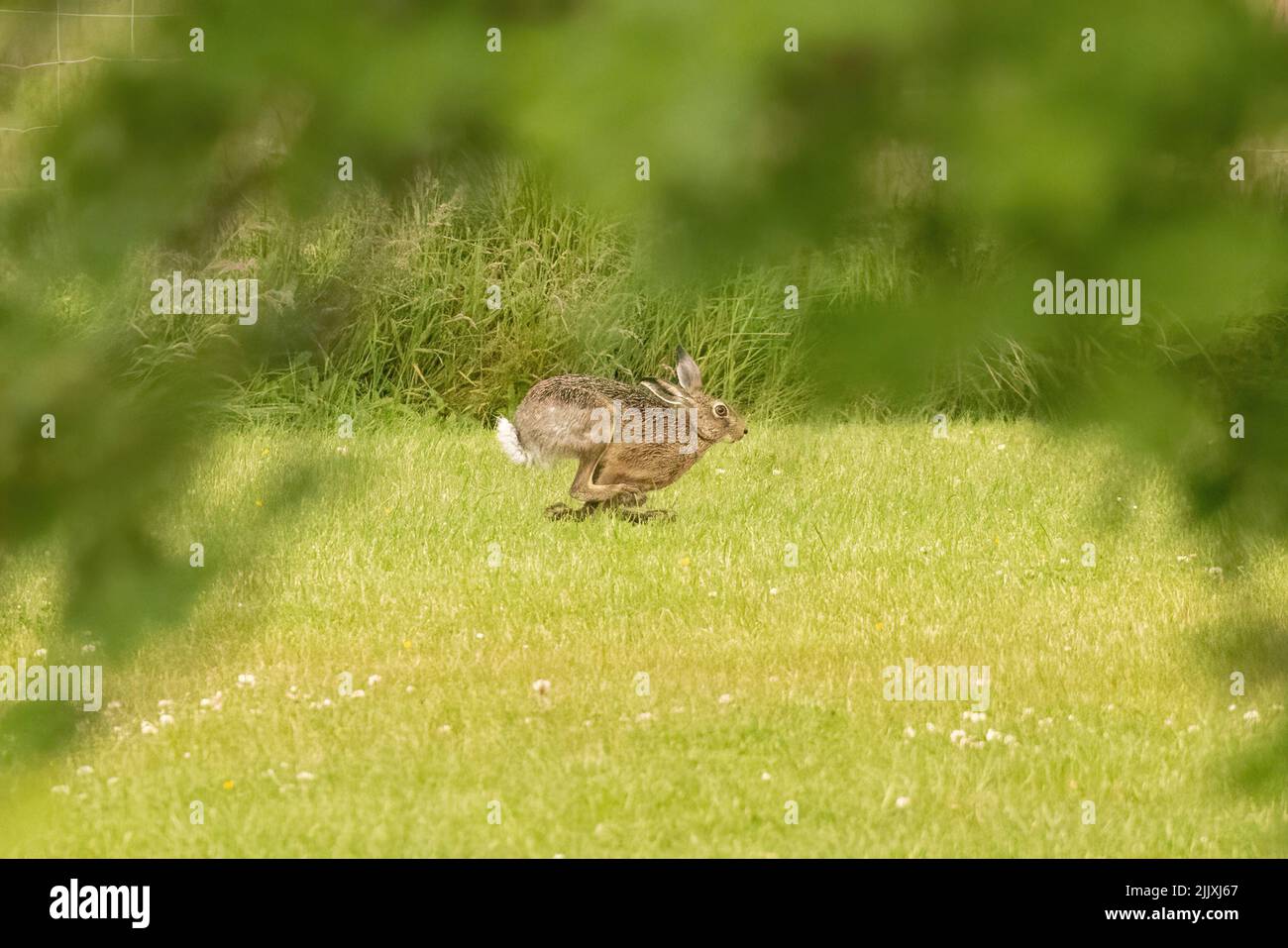 Animal chasing hare hi-res stock photography and images - Alamy