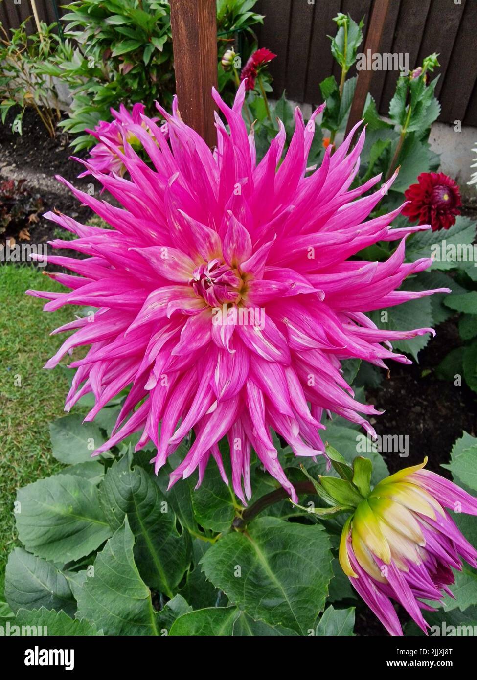 Dahlia, Pink Jupiter Giant Semi Cactus Stock Photo - Alamy