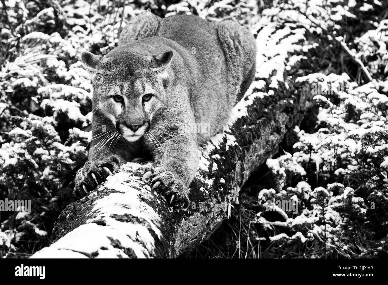 Tree hunter Black and White Stock Photos & Images - Alamy
