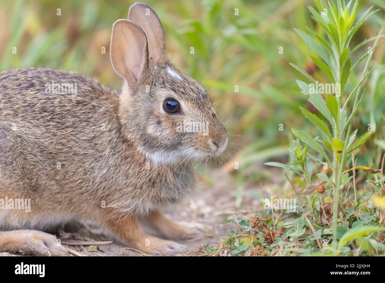 eastern cottontail (Sylvilagus floridanus) in summer Stock Photo - Alamy