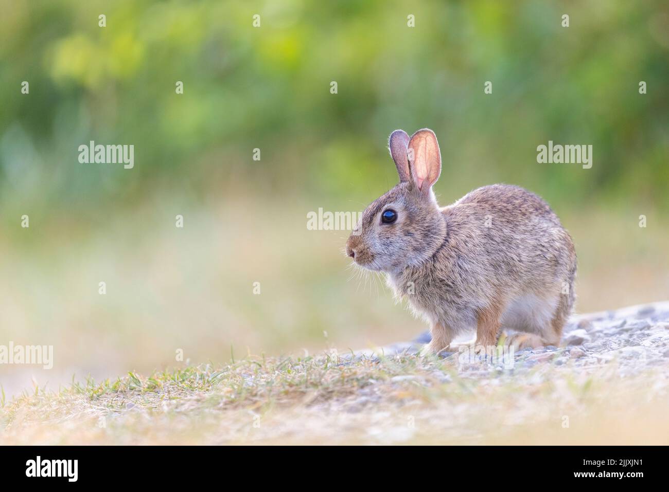 eastern cottontail (Sylvilagus floridanus) in summer Stock Photo - Alamy