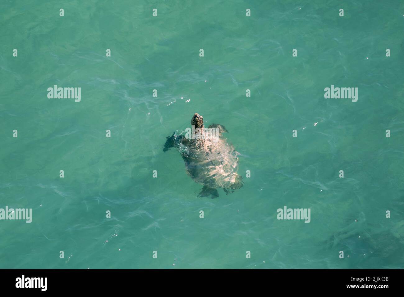 A loggerhead sea turtle swimming in the turquoise water Stock Photo - Alamy
