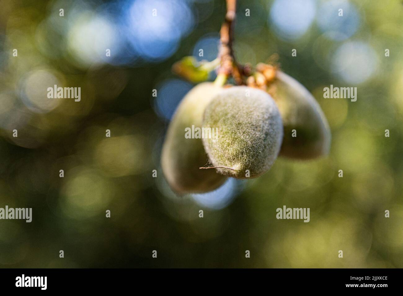 The 2022 Almond crop is maturing nicely in the Central Valley of ...