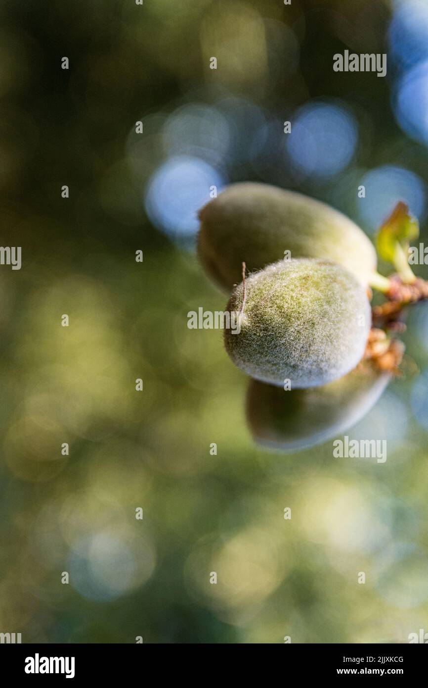 The 2022 Almond crop is maturing nicely in the Central Valley of ...