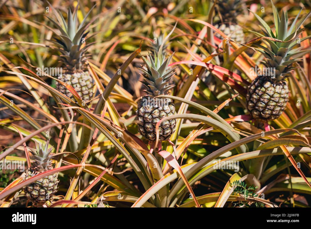 A closeup of ripe pineapples growing on the ground at the plantation ...