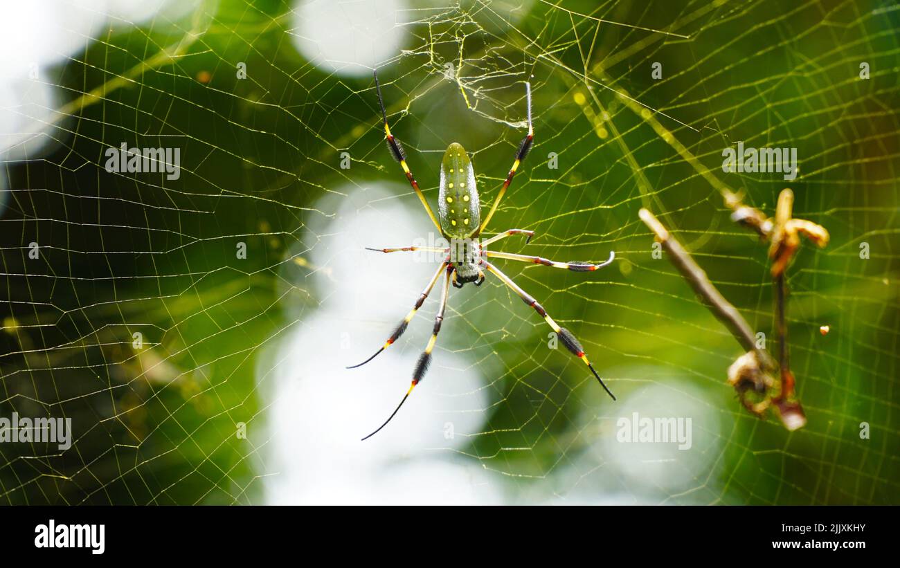 Giant insect hi-res stock photography and images - Alamy