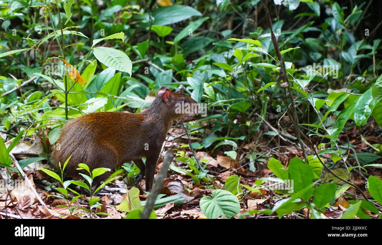 Central american agouti hi-res stock photography and images - Alamy