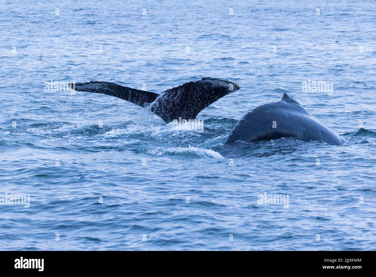 Humpback whales cape cod hi-res stock photography and images - Alamy