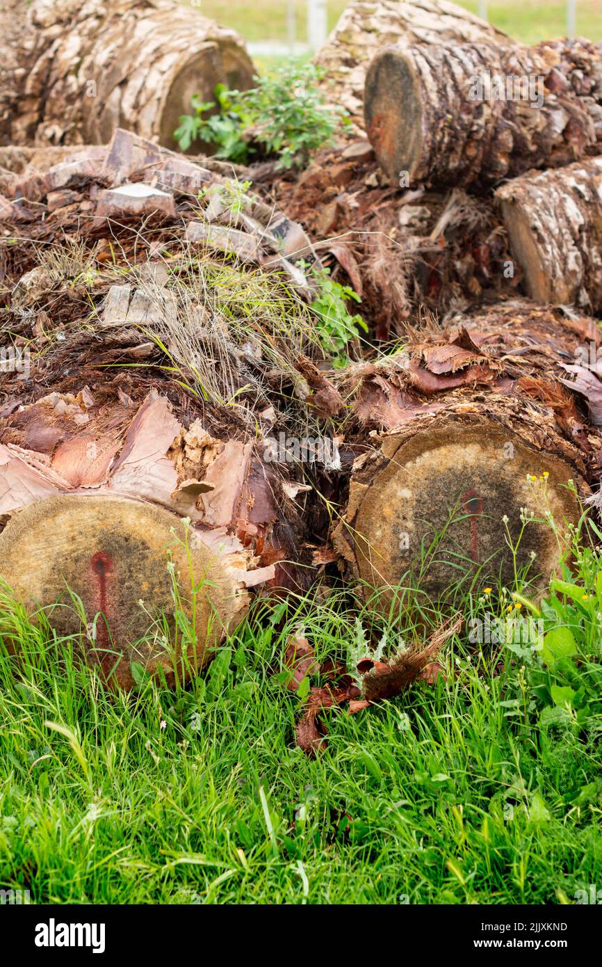 Stacked palm leaves hi-res stock photography and images - Alamy