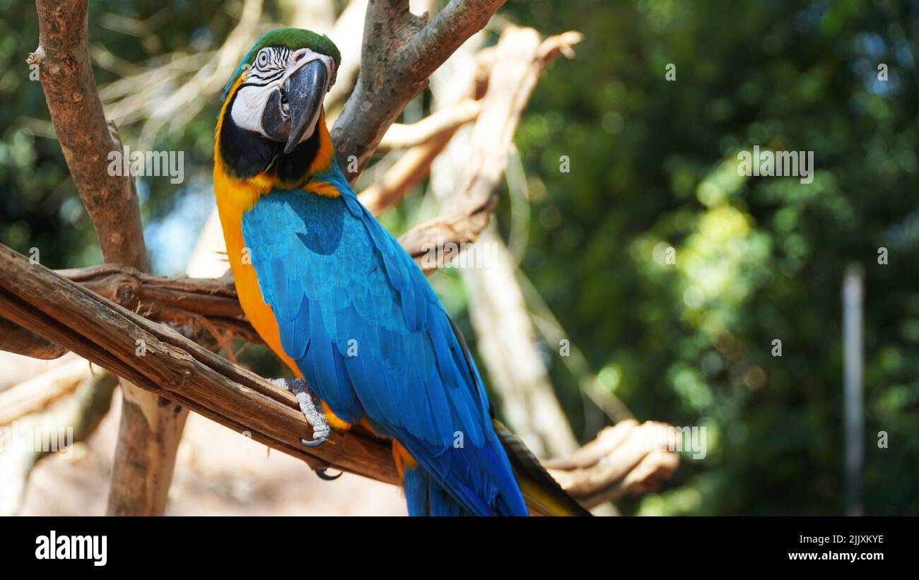 Parrots eat hi-res stock photography and images - Alamy
