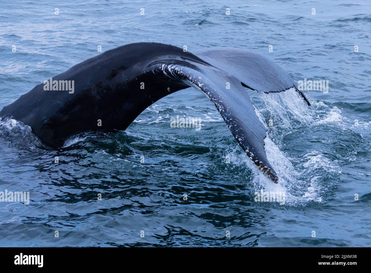 Humpback whales cape cod hi-res stock photography and images - Alamy