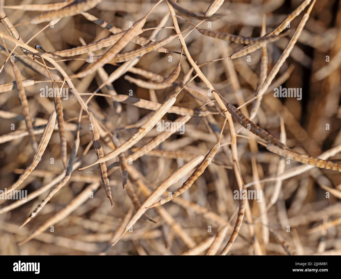 Ripe canola in a close-up Stock Photo - Alamy