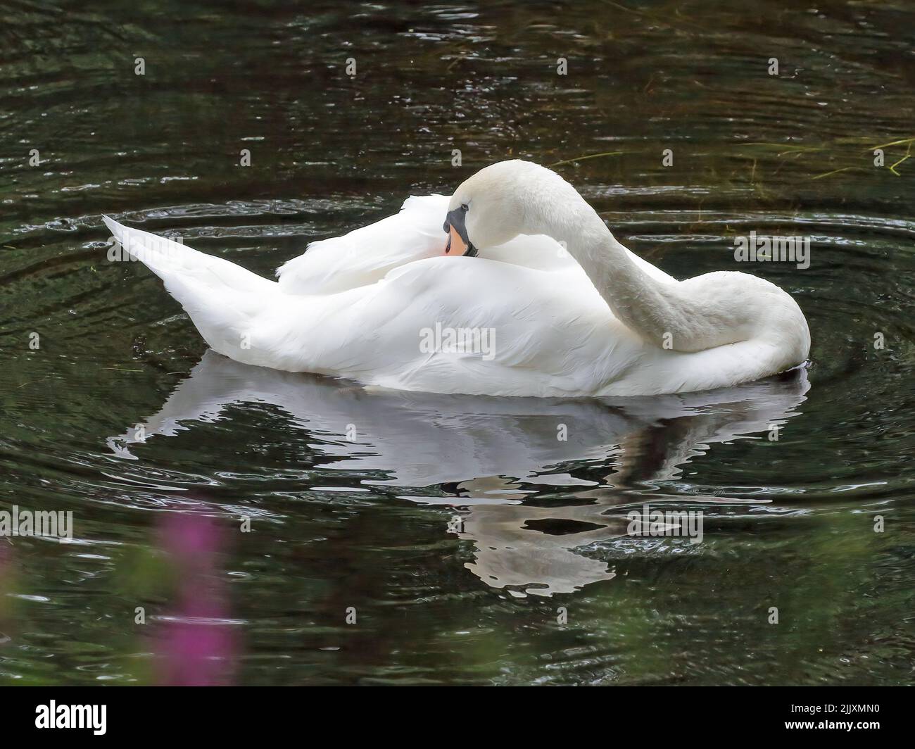 Welsh swan hi-res stock photography and images - Alamy