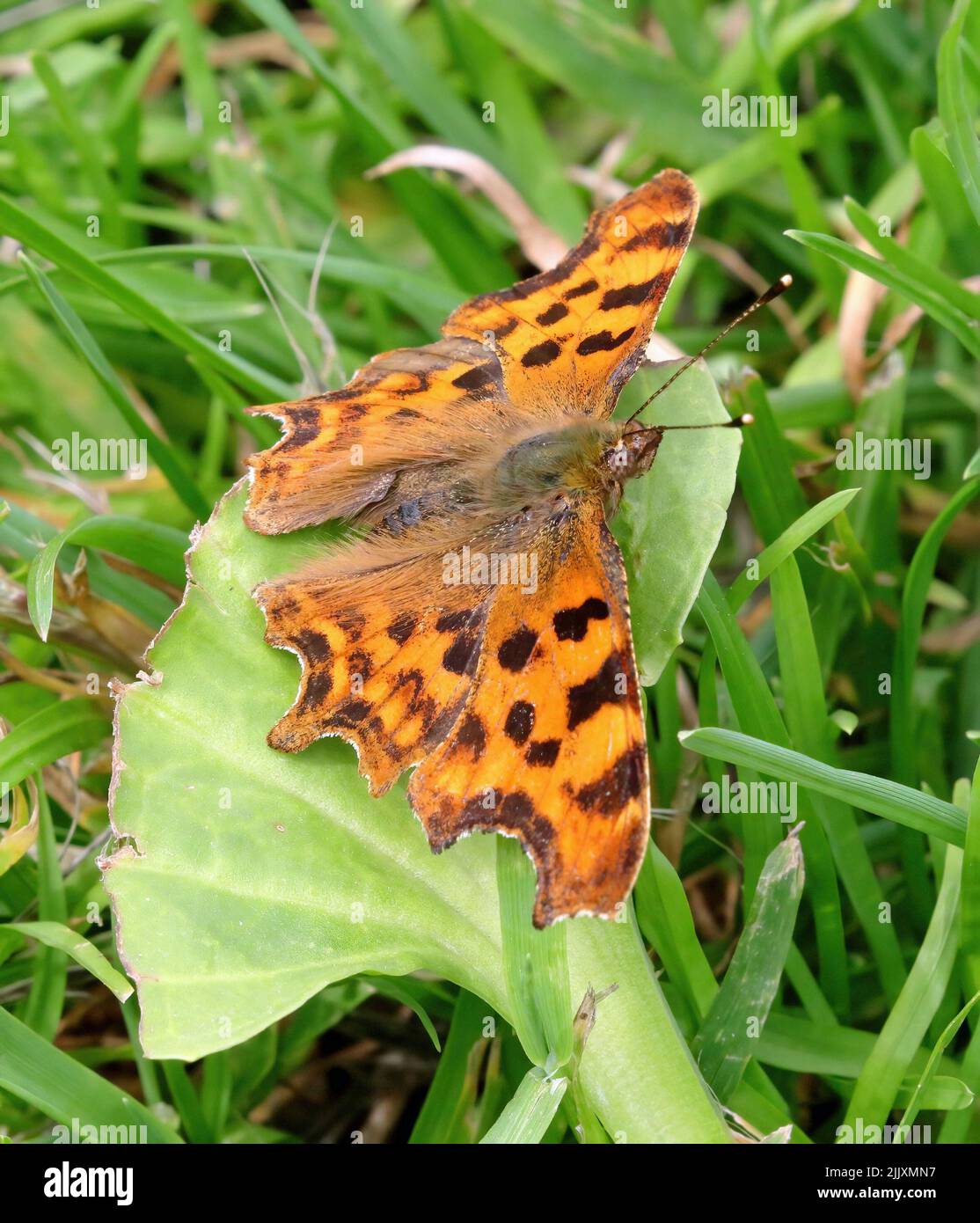 Comma Butterfly (Polygonia c-album Stock Photo - Alamy