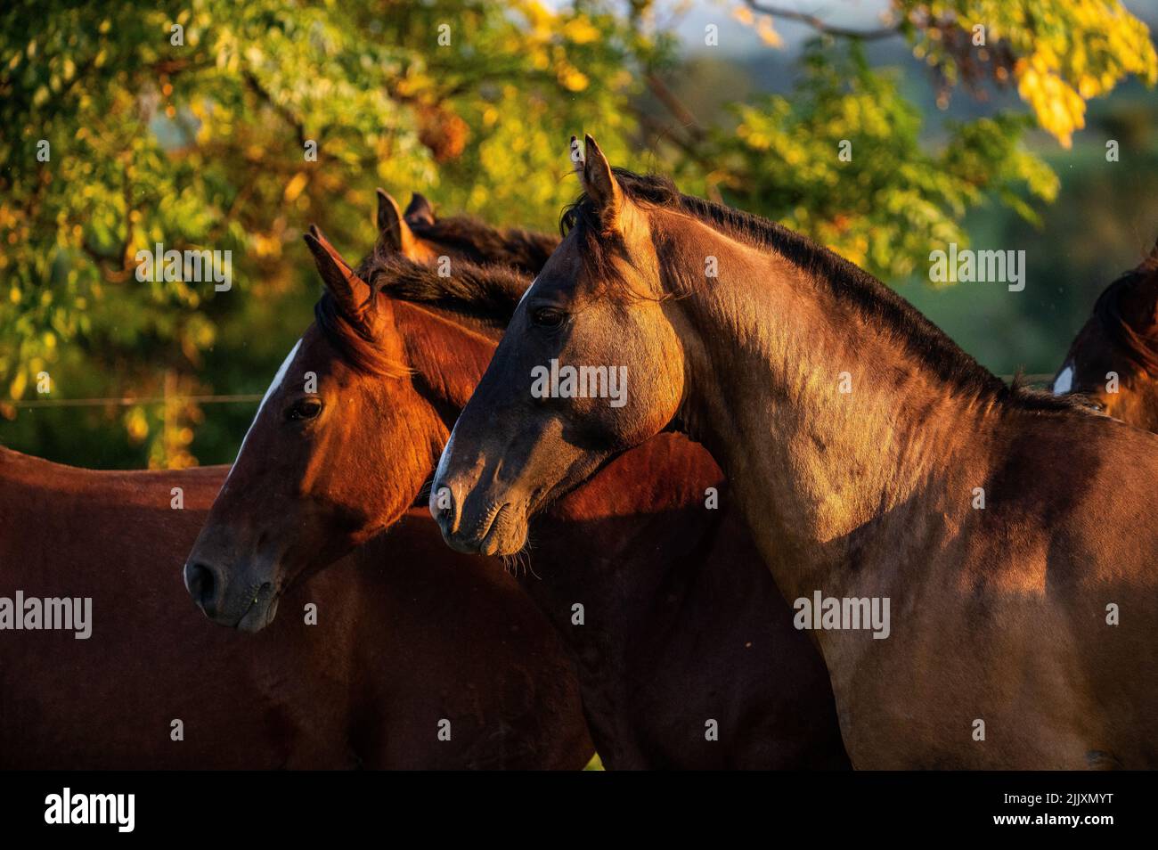 Criollo horses hi-res stock photography and images - Alamy