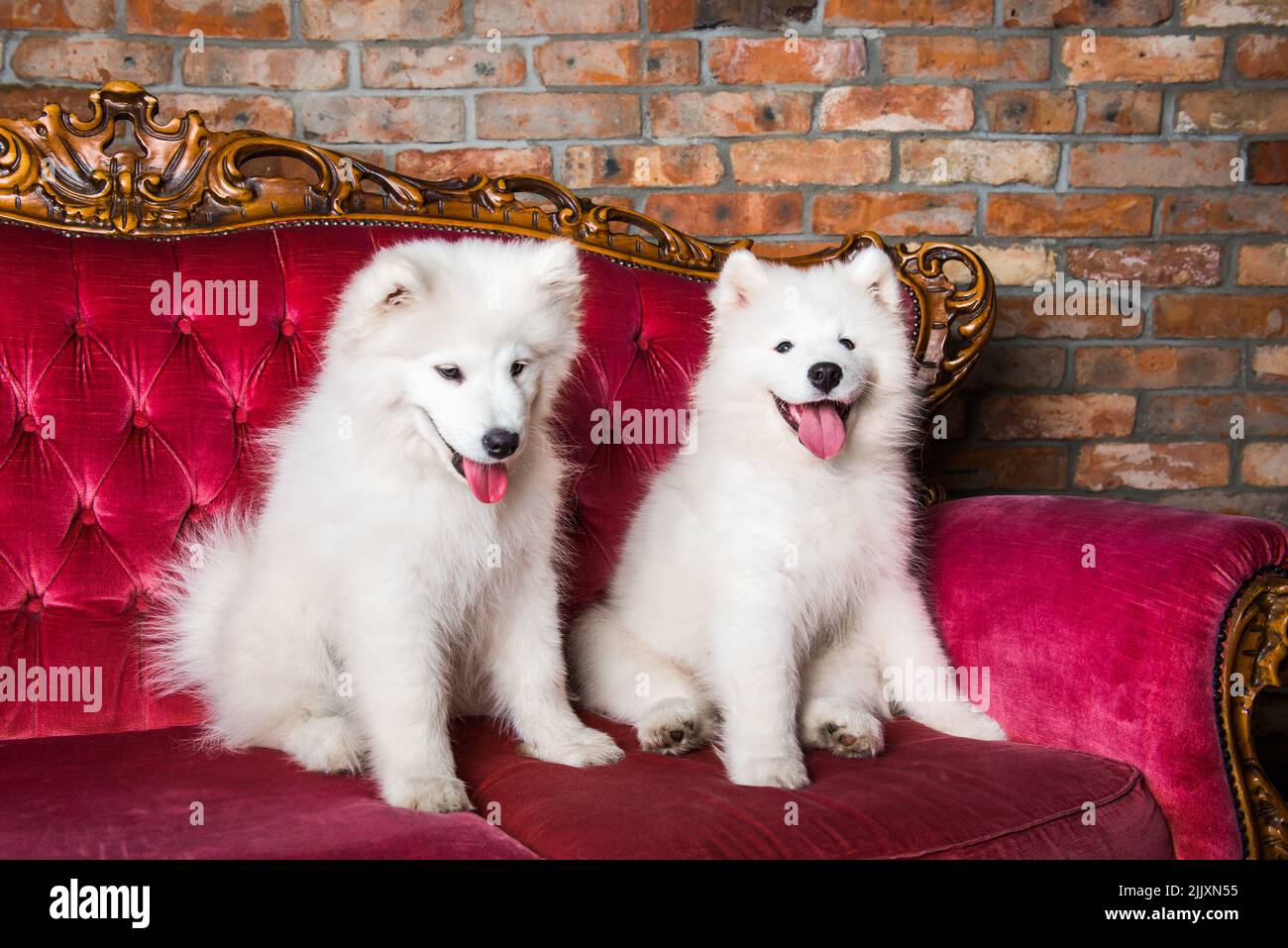 Amazing white Samoyed dogs on the red luxury couch Stock Photo - Alamy