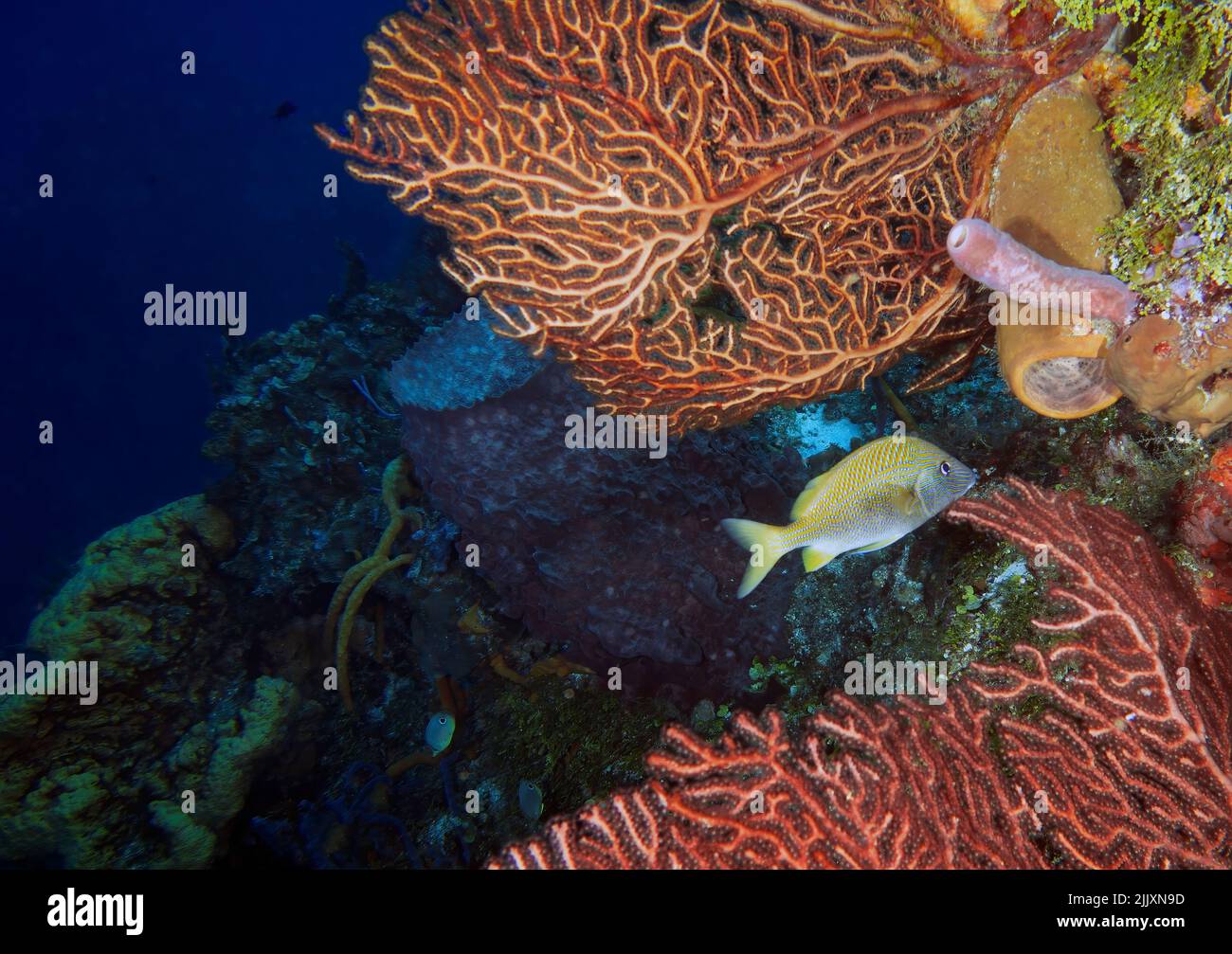 Coral reefs on the island of Cozumel in Mexico Stock Photo - Alamy