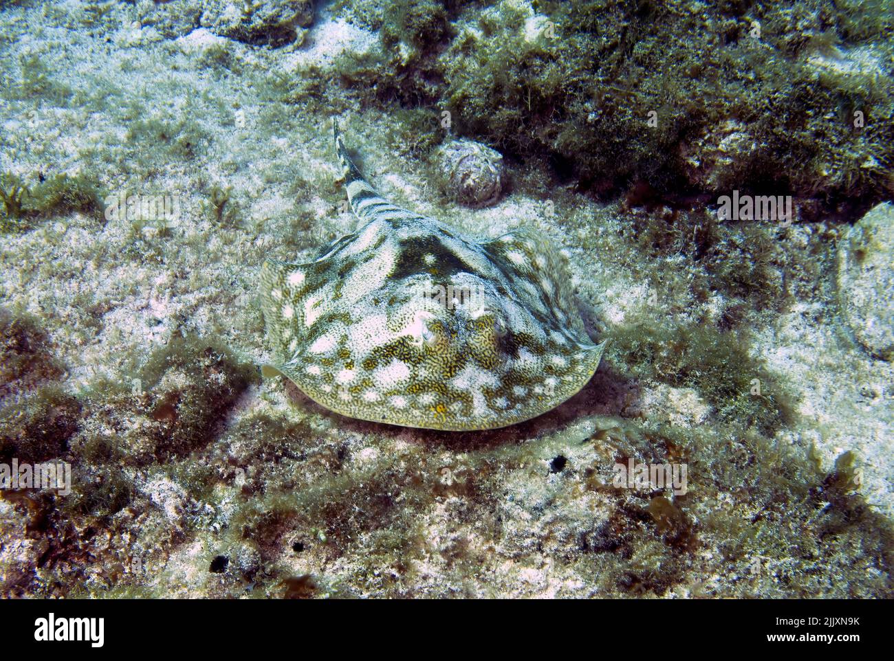 A Yellow Stingray (Urobatis jamaicensis) in Cozumel, Mexico Stock Photo ...
