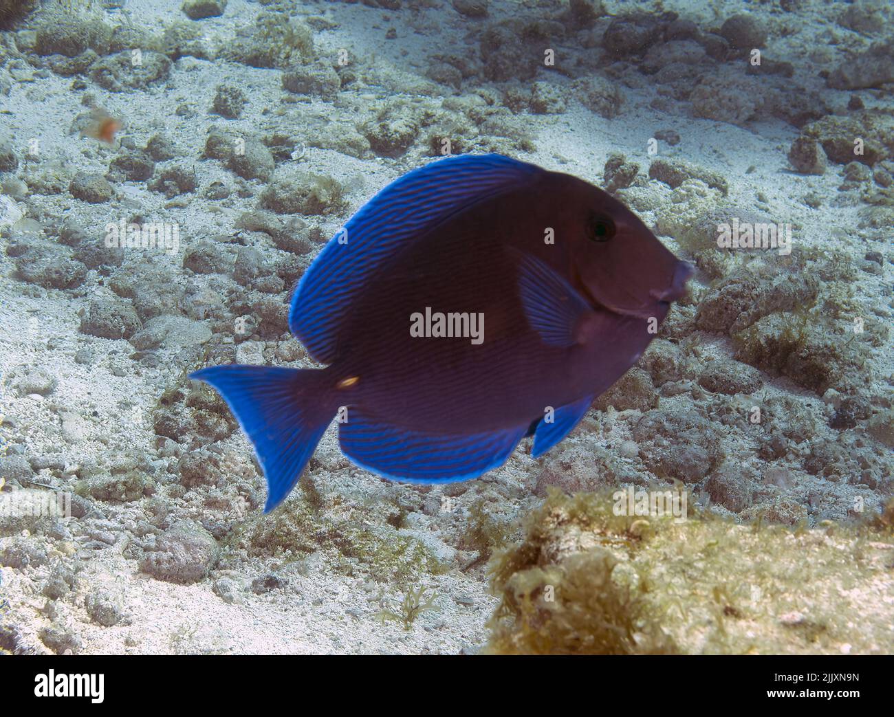 A Blue Tang (Acanthurus coeruleus) in Cozumel, Mexico Stock Photo - Alamy