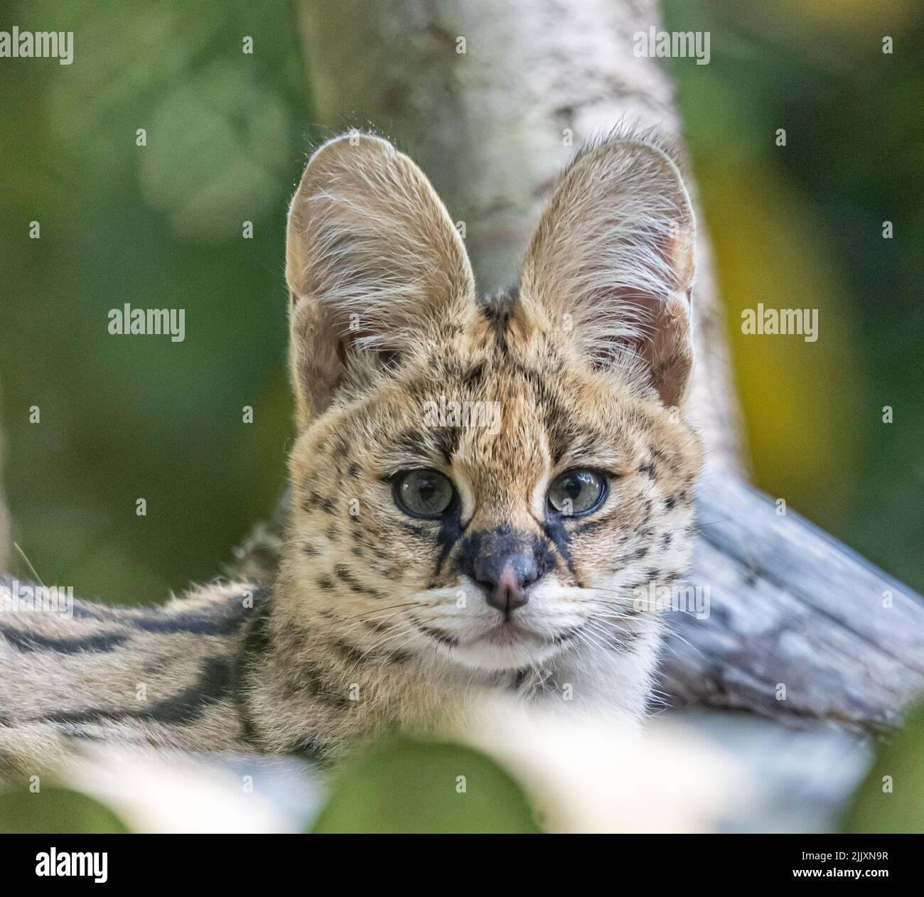 The Serval from Howlett Zoo Stock Photo - Alamy