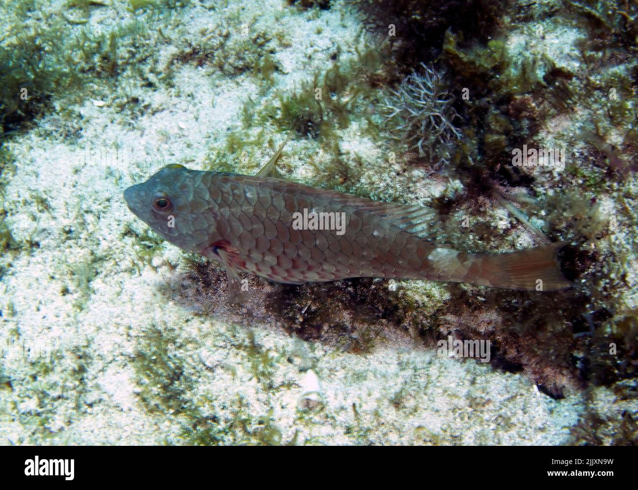 Redtail Parrotfish