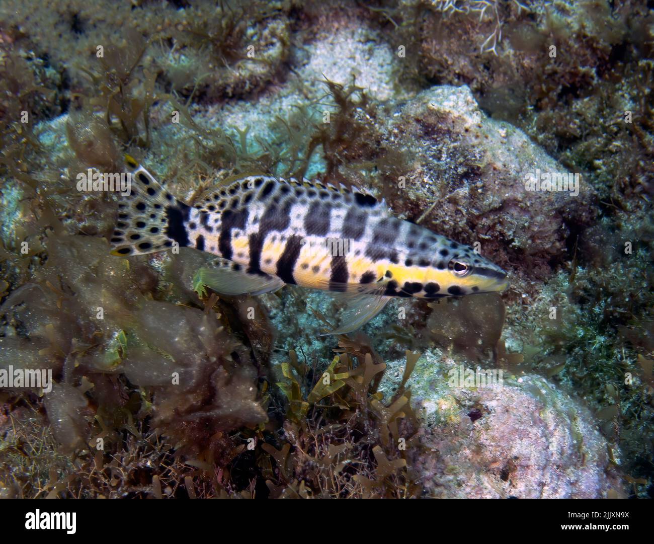 A Harlequin Bass (Serranus tigrinus) in Isla Mujeres, Mexico Stock ...