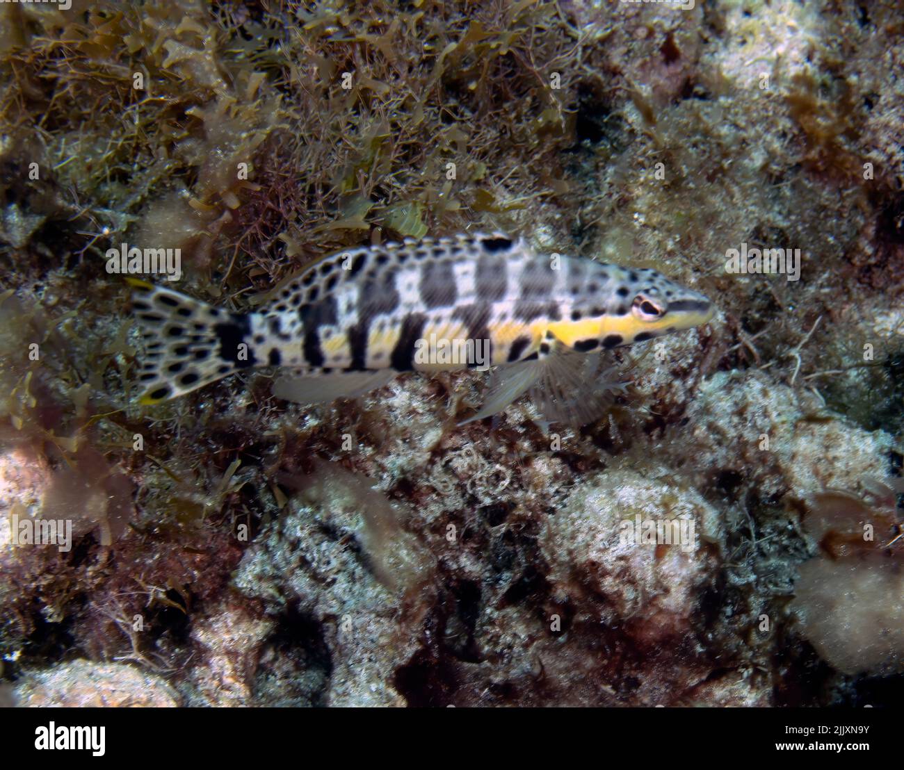 Coral reef ocean gulf of mexico fish hi-res stock photography and ...
