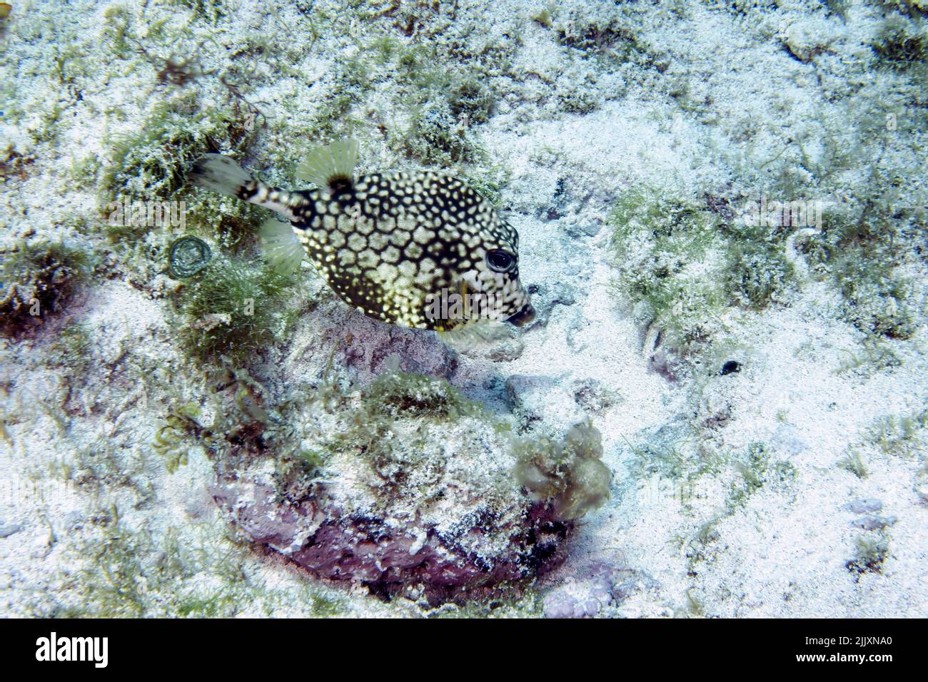 A Smooth Trunkfish (Lactophrys triqueter) in Cozumel, Mexico Stock ...