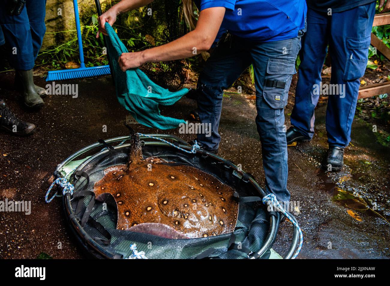 A zookeeper seen covering the stingray with a wet towel to keep it safe ...