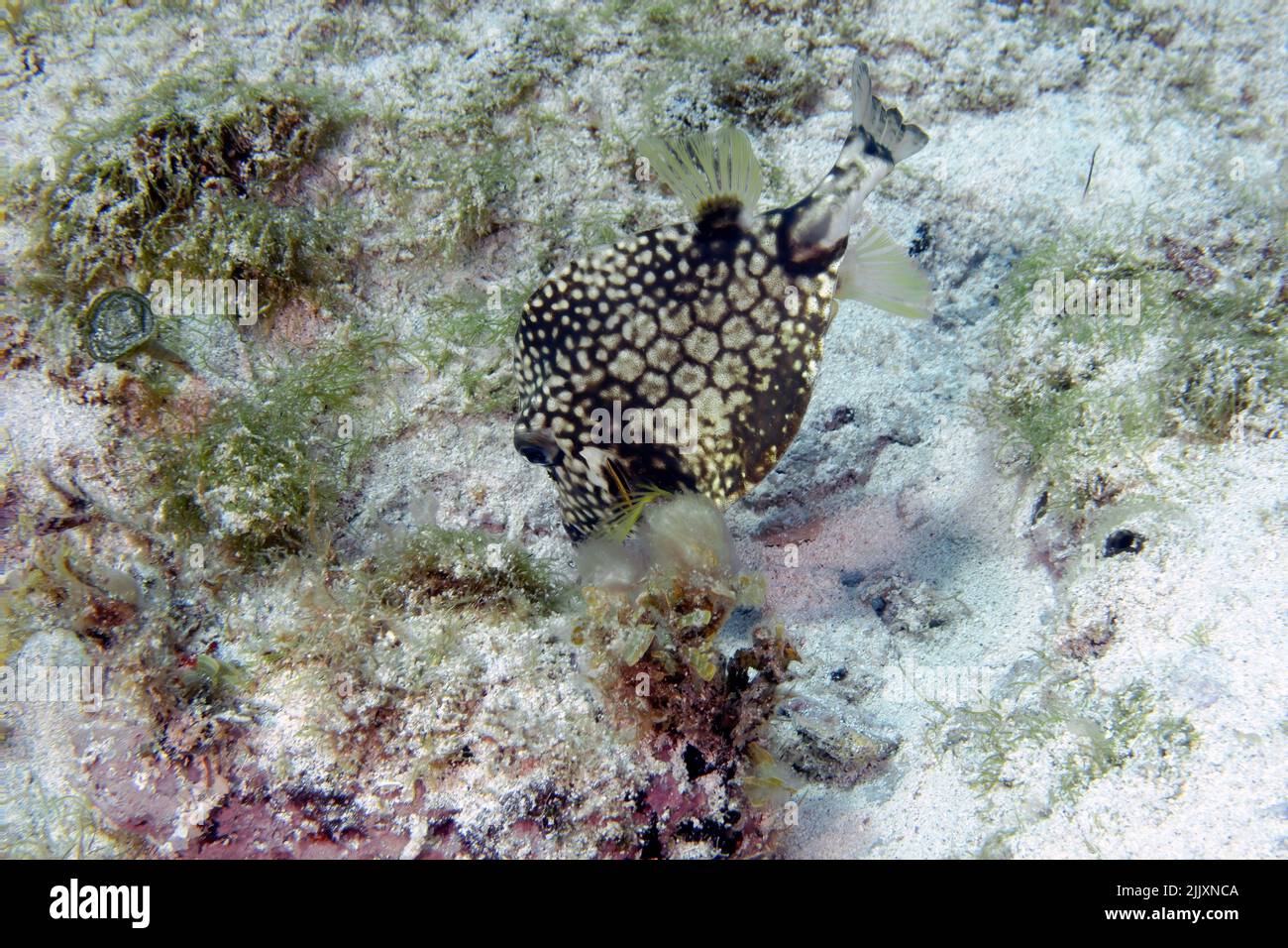 A Smooth Trunkfish (Lactophrys triqueter) in Cozumel, Mexico Stock ...