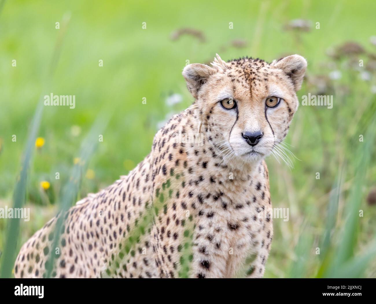 Cheetah whiskers hi-res stock photography and images - Alamy