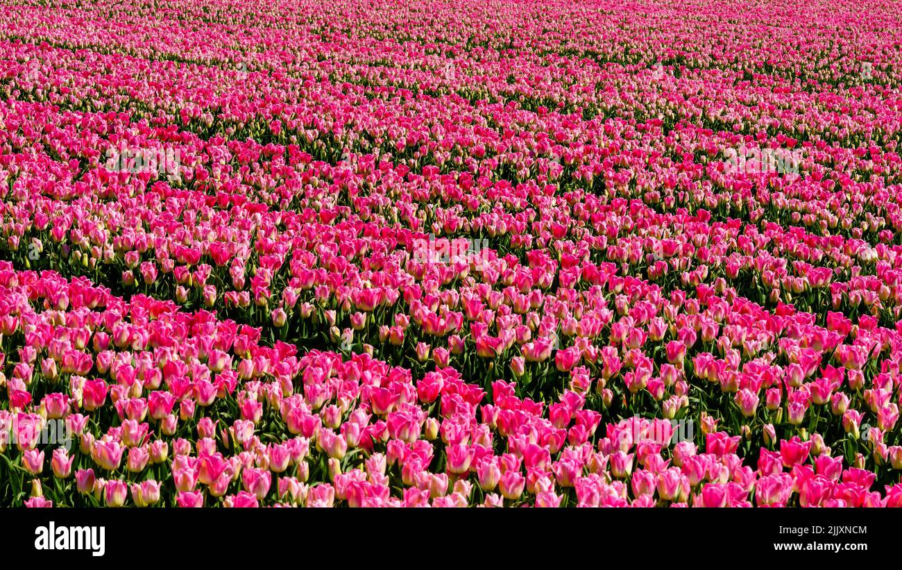 Dutch tulips in the Flevopolder Stock Photo - Alamy