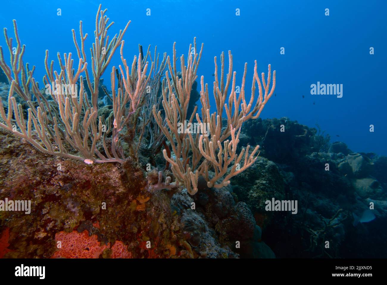 Coral reefs on the island of Cozumel in Mexico Stock Photo - Alamy