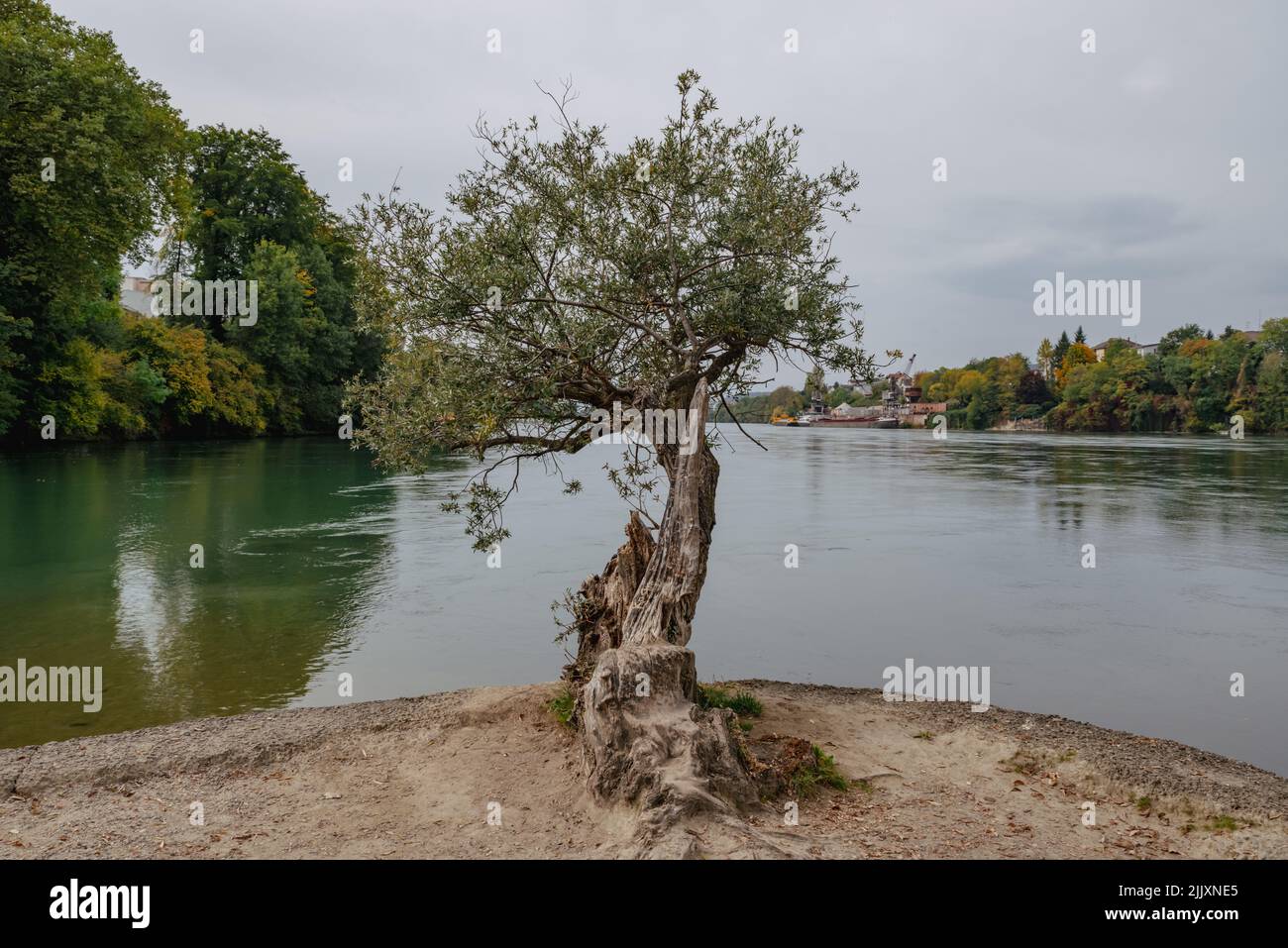 View of a tree by the Rhine River and two countries on each side ...