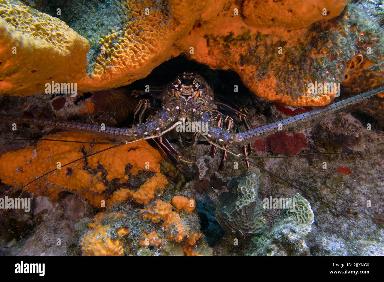 Caribbean Spiny Lobster (Panulirus argus) in Cozumel, Mexico Stock ...