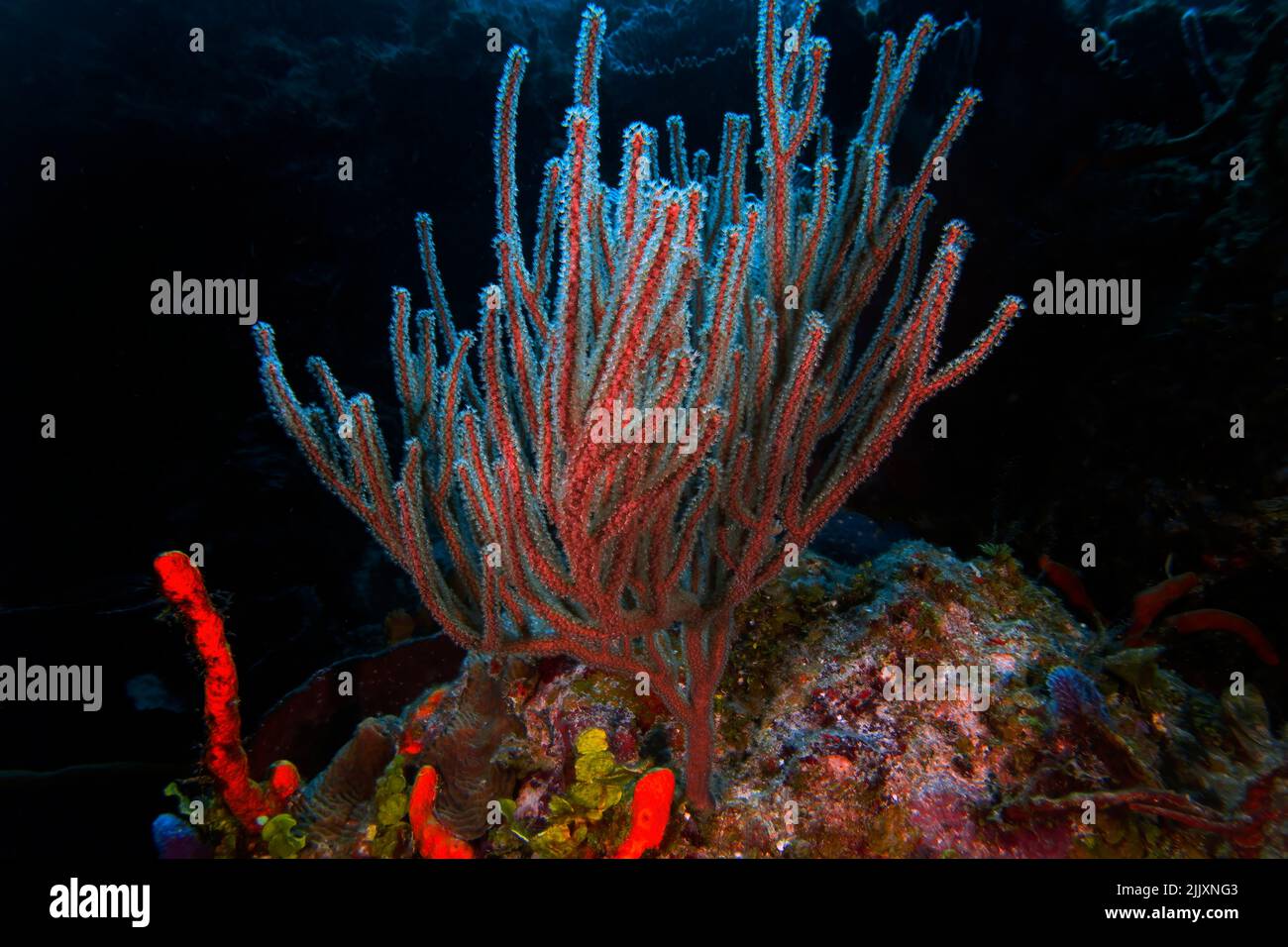 Coral reefs on the island of Cozumel in Mexico Stock Photo - Alamy