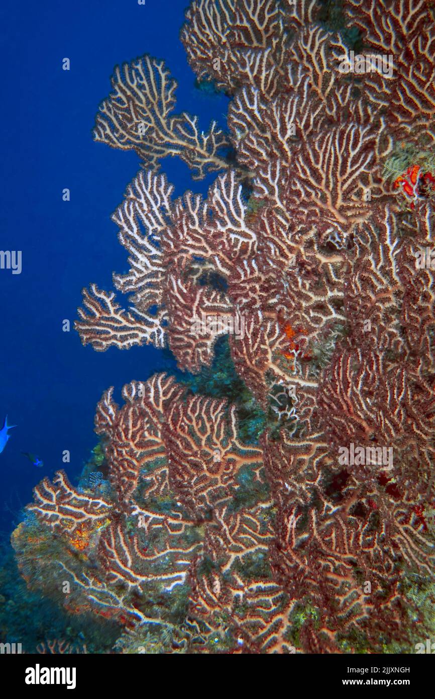 Coral reefs on the island of Cozumel in Mexico Stock Photo - Alamy
