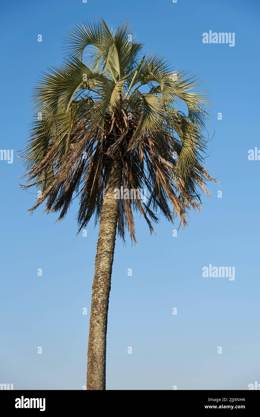 El Palmar National Park, in Entre Rios, Argentina, a protected area ...