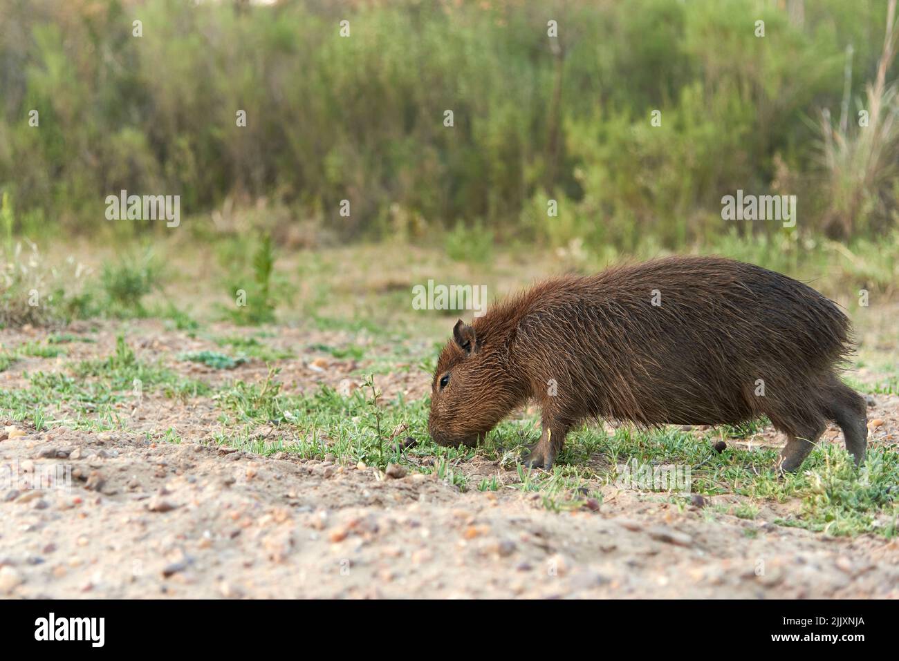 Young capybara grazing, hydrochoerus hydrochaeris, largest living ...