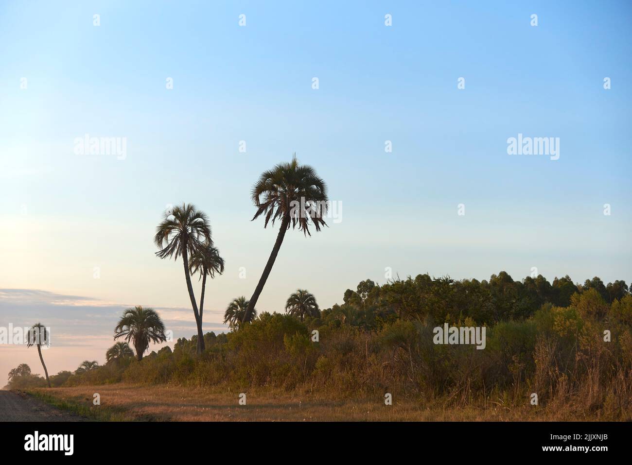 Sunset in El Palmar National Park, in Entre Rios, Argentina, a natural ...