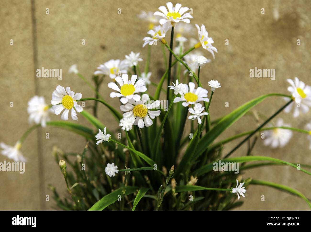 Colored daisies in a bouquet of flowers, nature and landscape Stock ...