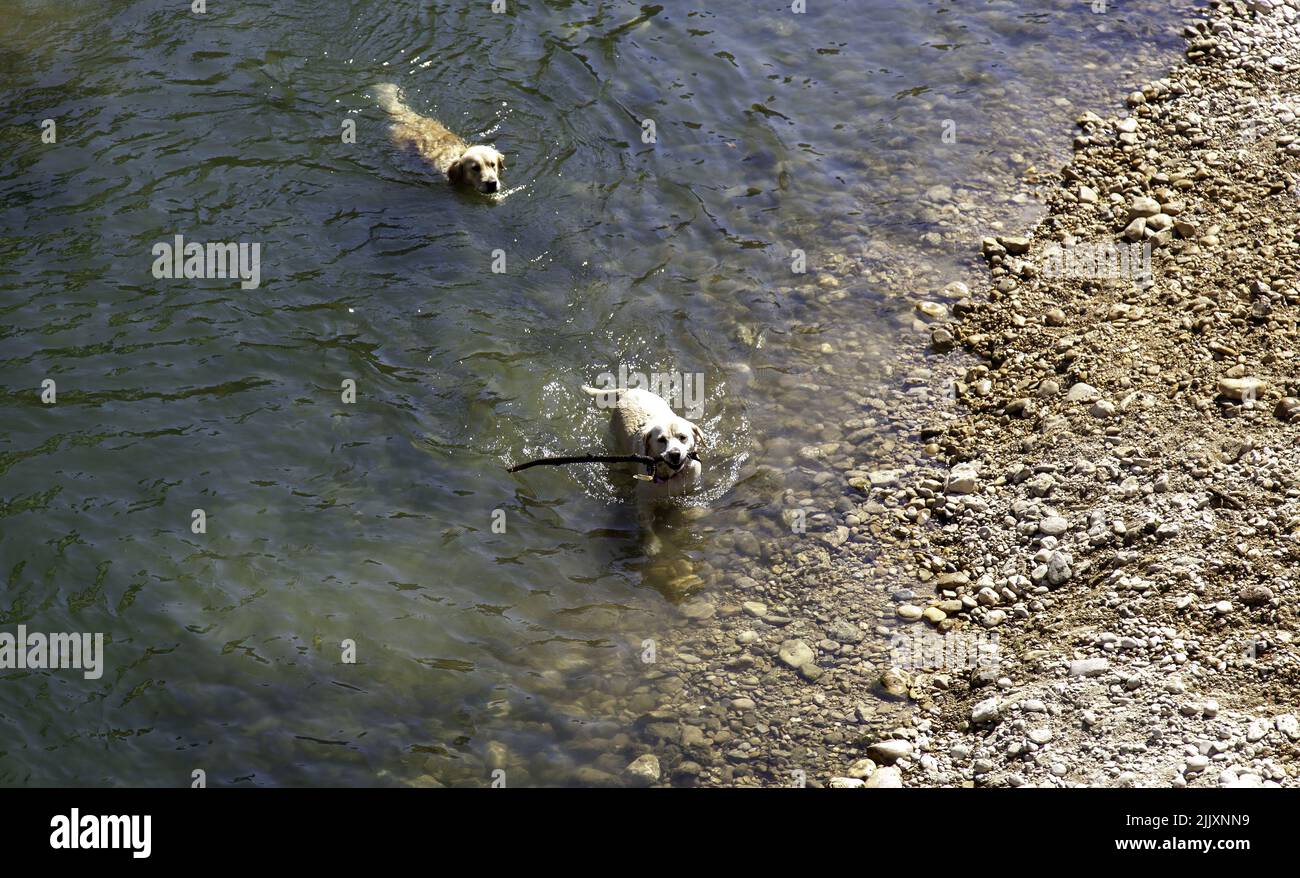 Detail of pets playing and having fun in the water Stock Photo - Alamy