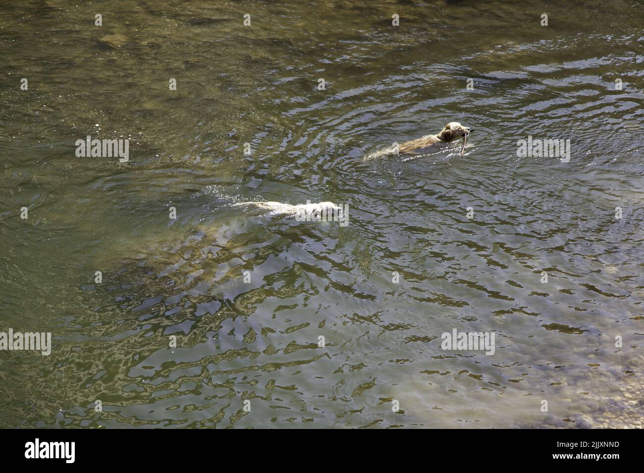 Detail of pets playing and having fun in the water Stock Photo - Alamy