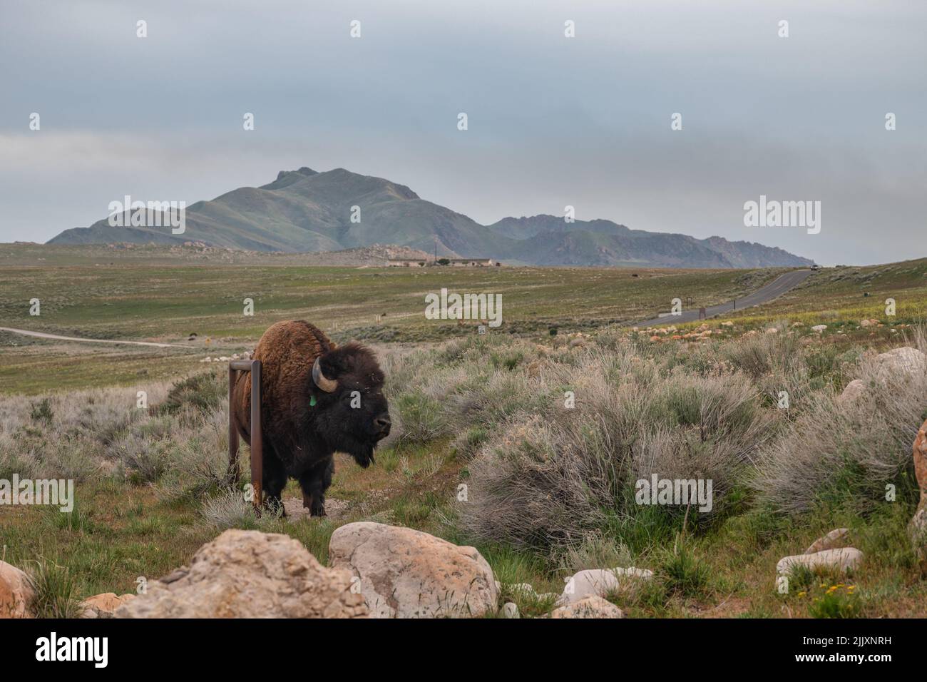 A lone bison on Antelope Island State Park by the Great Salt Lake Stock ...