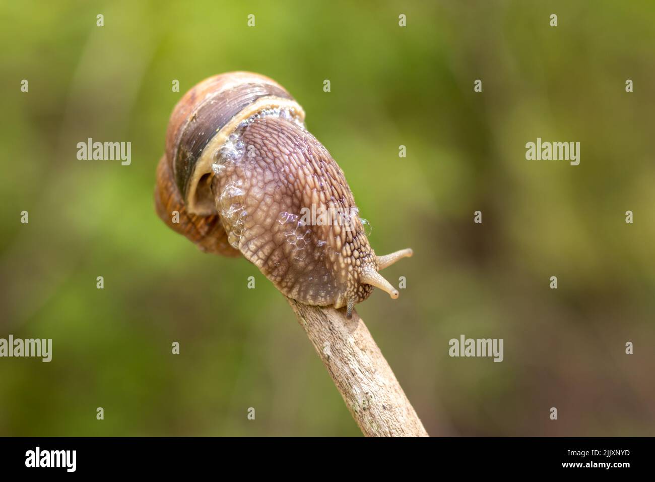 A large snail crawls on a stick on a blurred background. Close-up ...