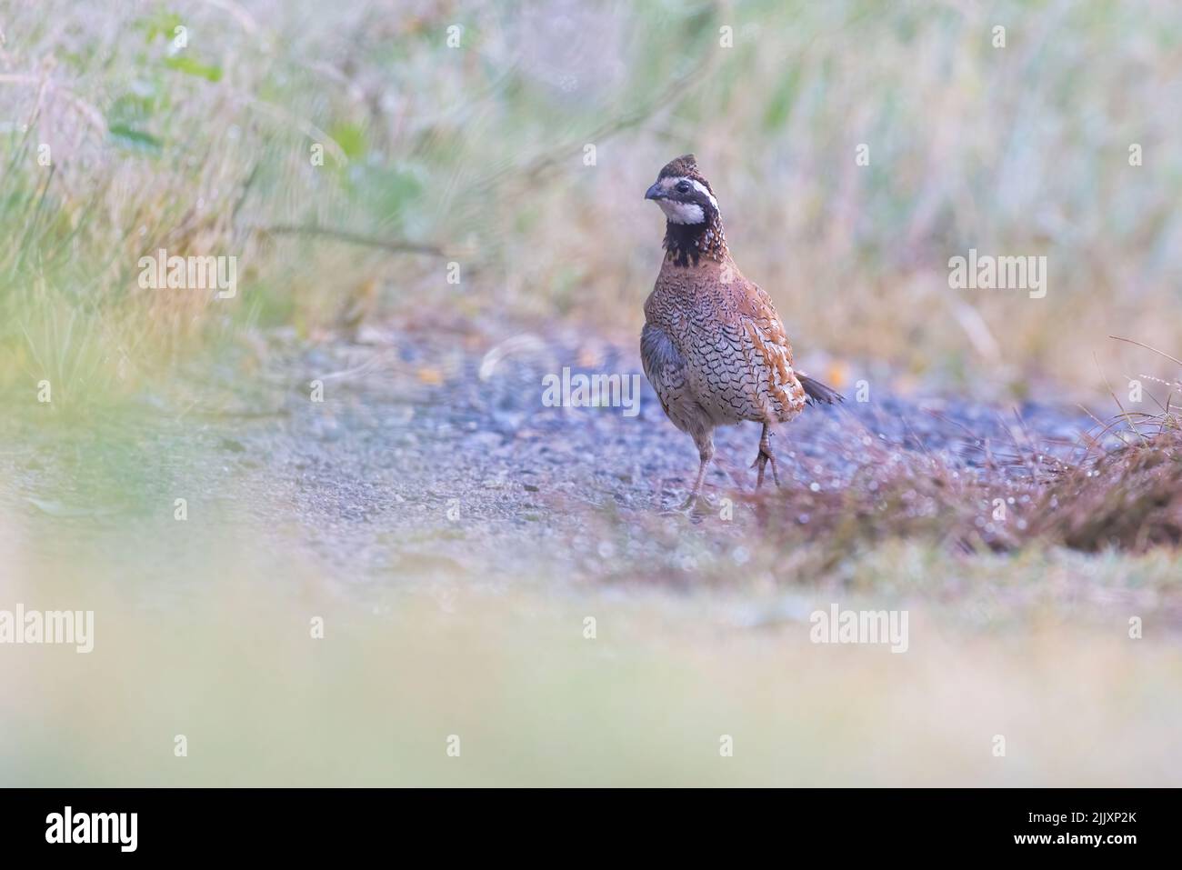 Male northern bobwhite (Colinus virginianus Stock Photo - Alamy